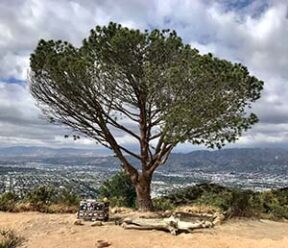 Tree of Wisdom – Dipping Into Light